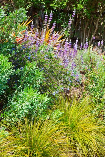 LEED Platinum by the Bay - Shades of Green Landscape Architecture